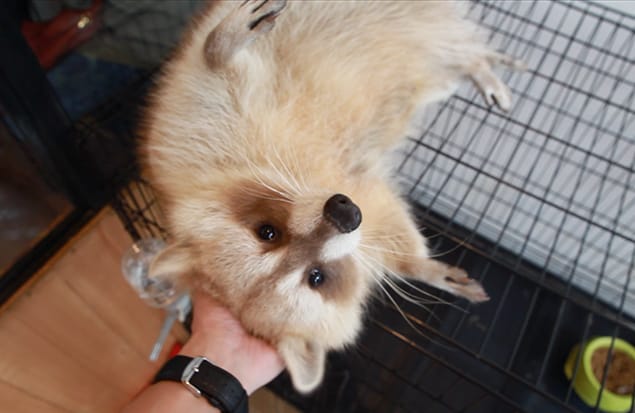 Little Zoo Café – Have Coffee with Exotic Pets in Bangkok – SHOUT