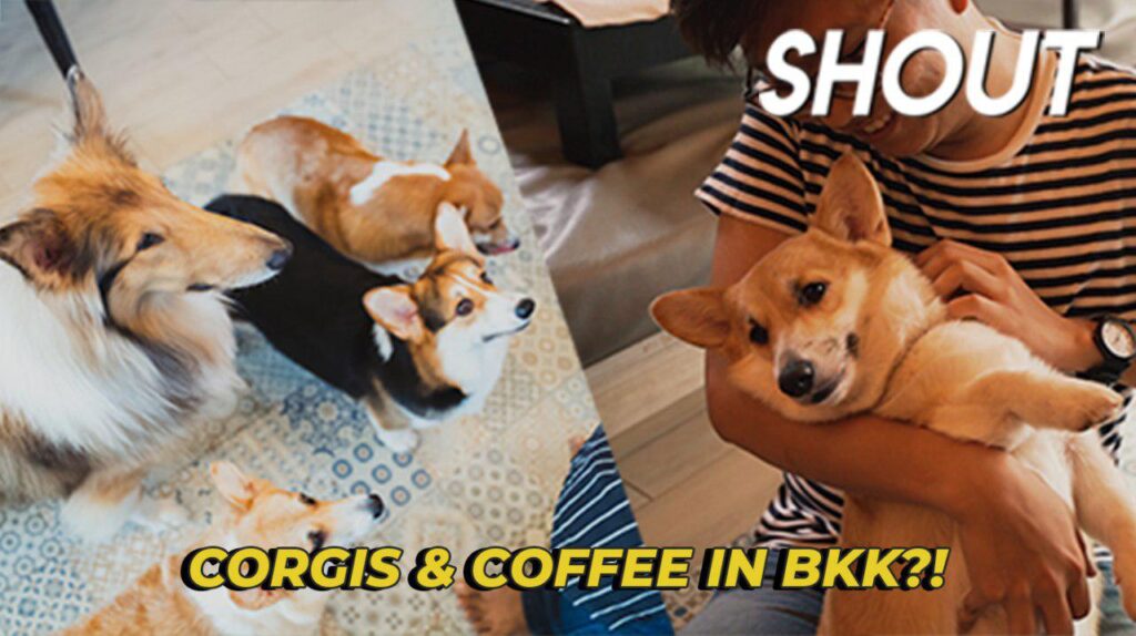 SHOUT – A Lifestyle Network